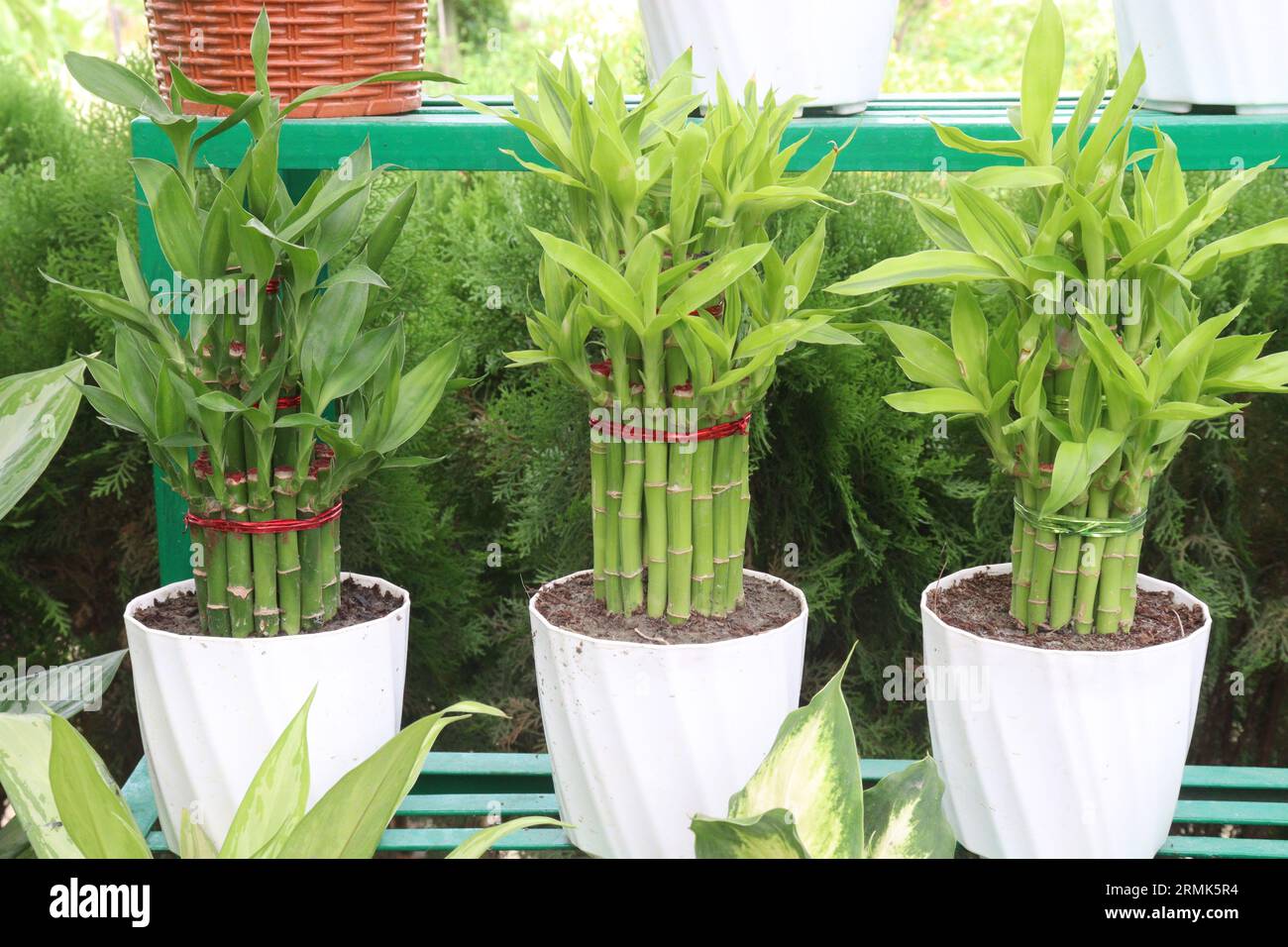 Lucky Bamboo Braided Tower plant on farm for harvest are cash crops ...