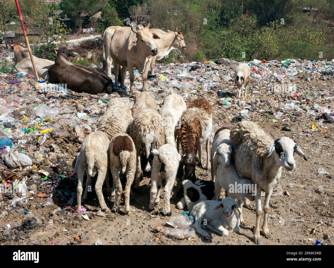 Animal and garbage scavenger at landfills, dump garbage at the final ...