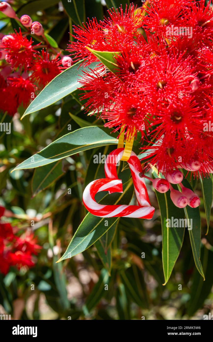 Christmas in july australia hi-res stock photography and images - Alamy