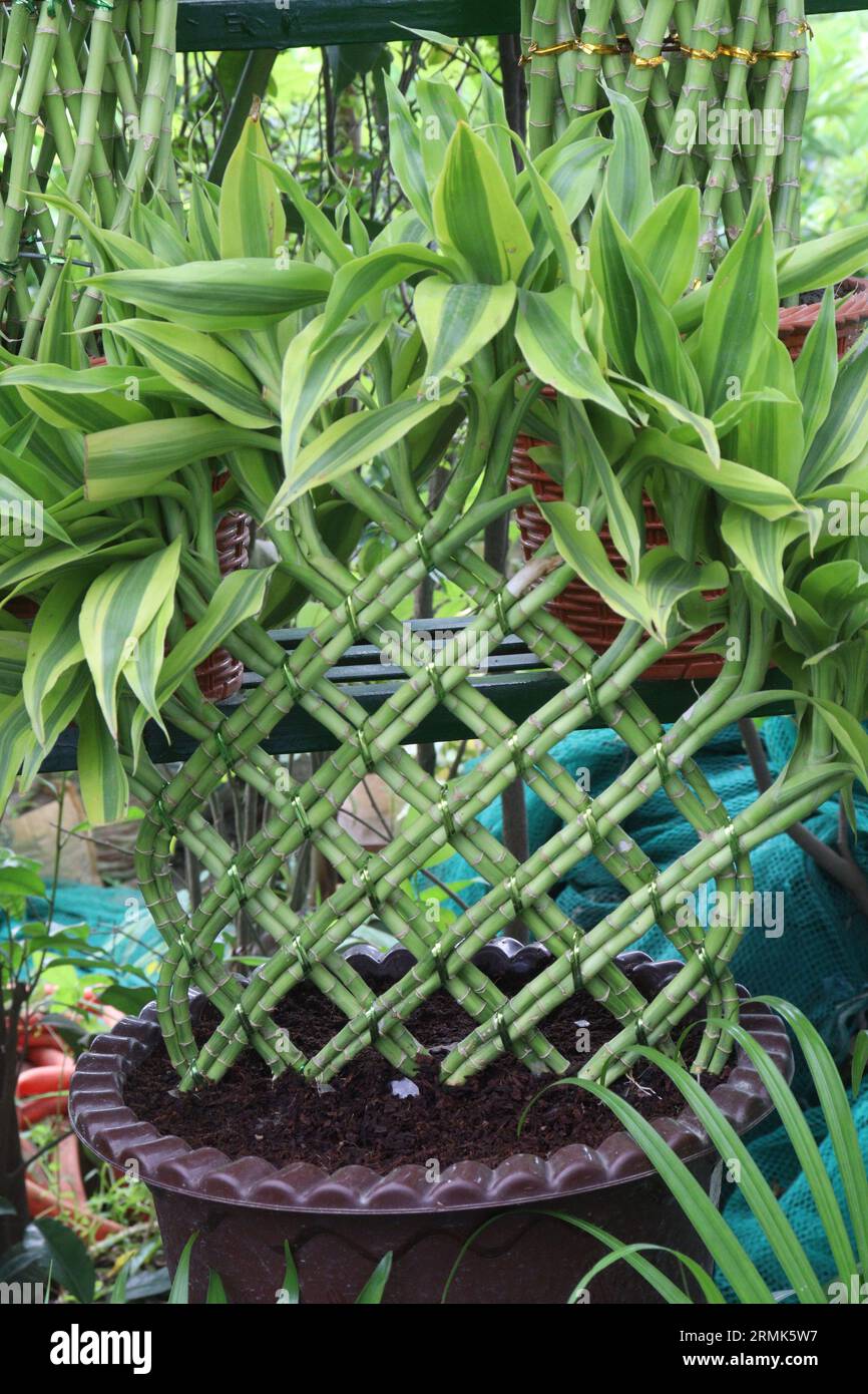 Lucky Bamboo Braided Tower plant on farm for harvest are cash crops ...