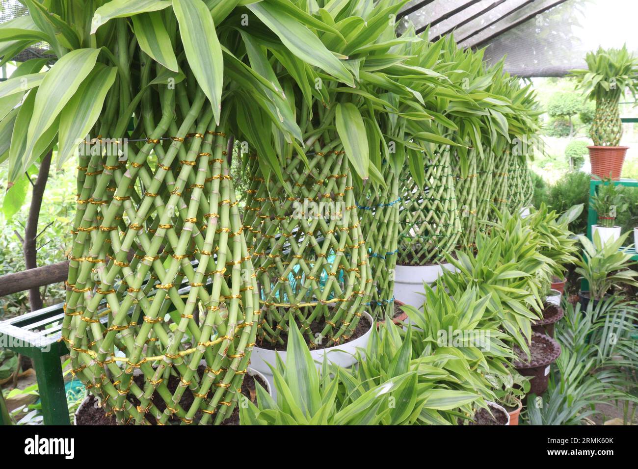 Lucky Bamboo Braided Tower plant on farm for harvest are cash crops ...