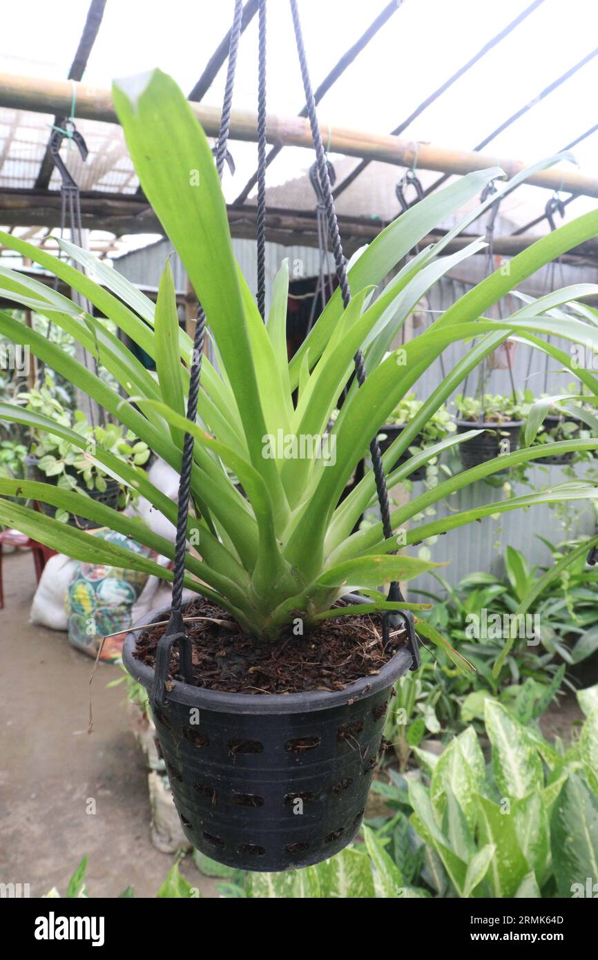 Cymbidium magic vogel tree on hanging pot in farm for sell are cash ...