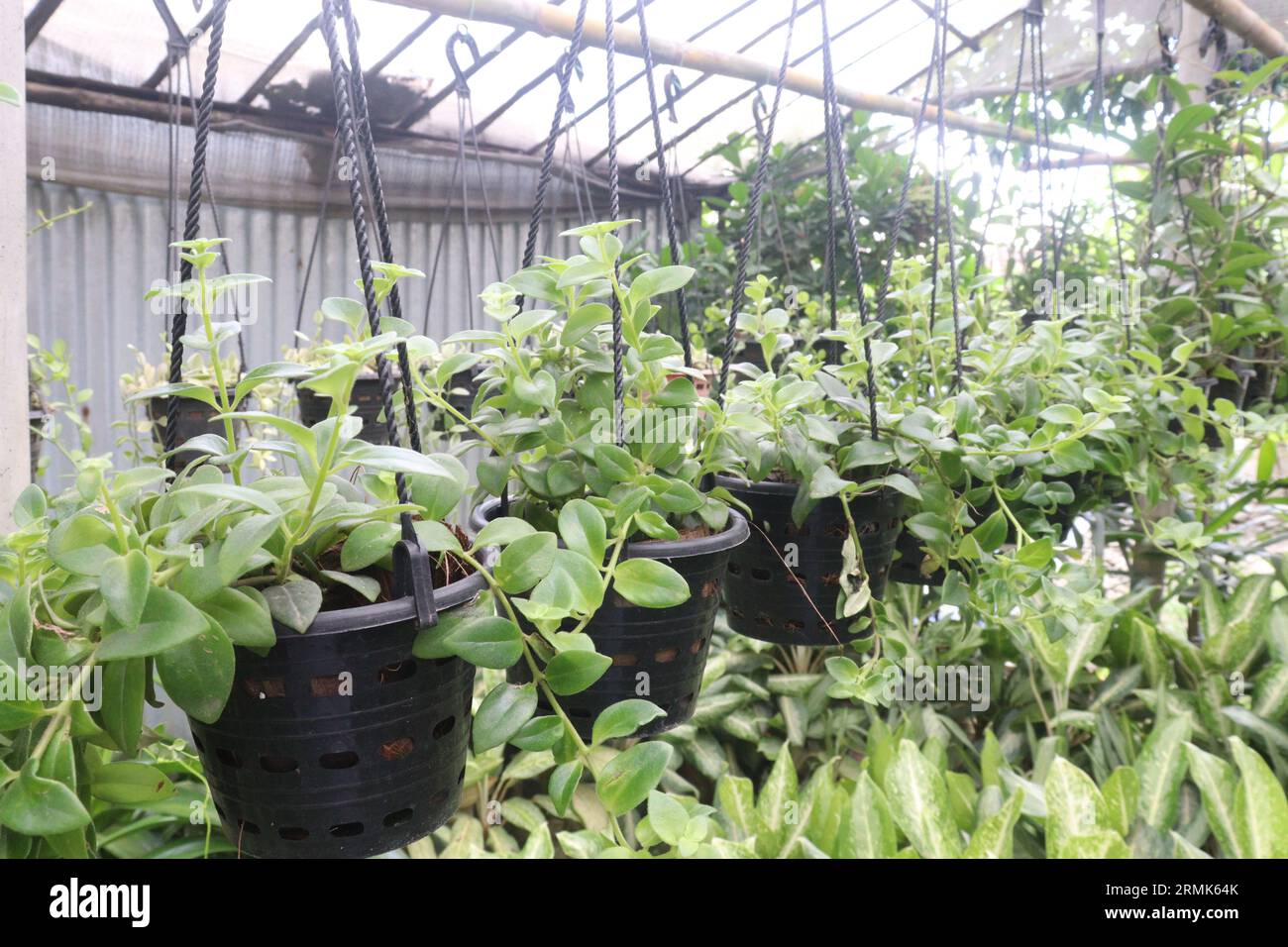 Dischidia leaf on hanging pot in farm for sell are cash crops Stock ...