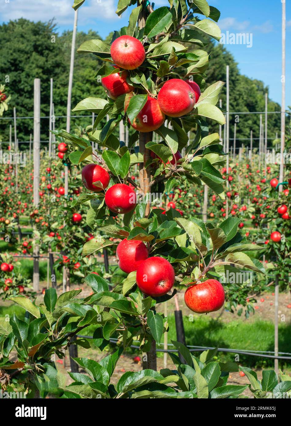 Apple plantation of Discovery apples in Oesterlen fruit district, Kivik ...