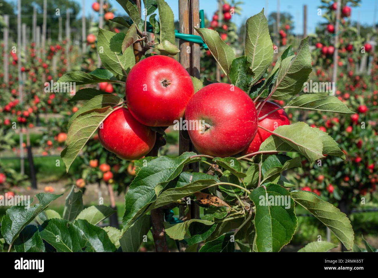 Apple plantation of Discovery apples in Oesterlen fruit district, Kivik ...