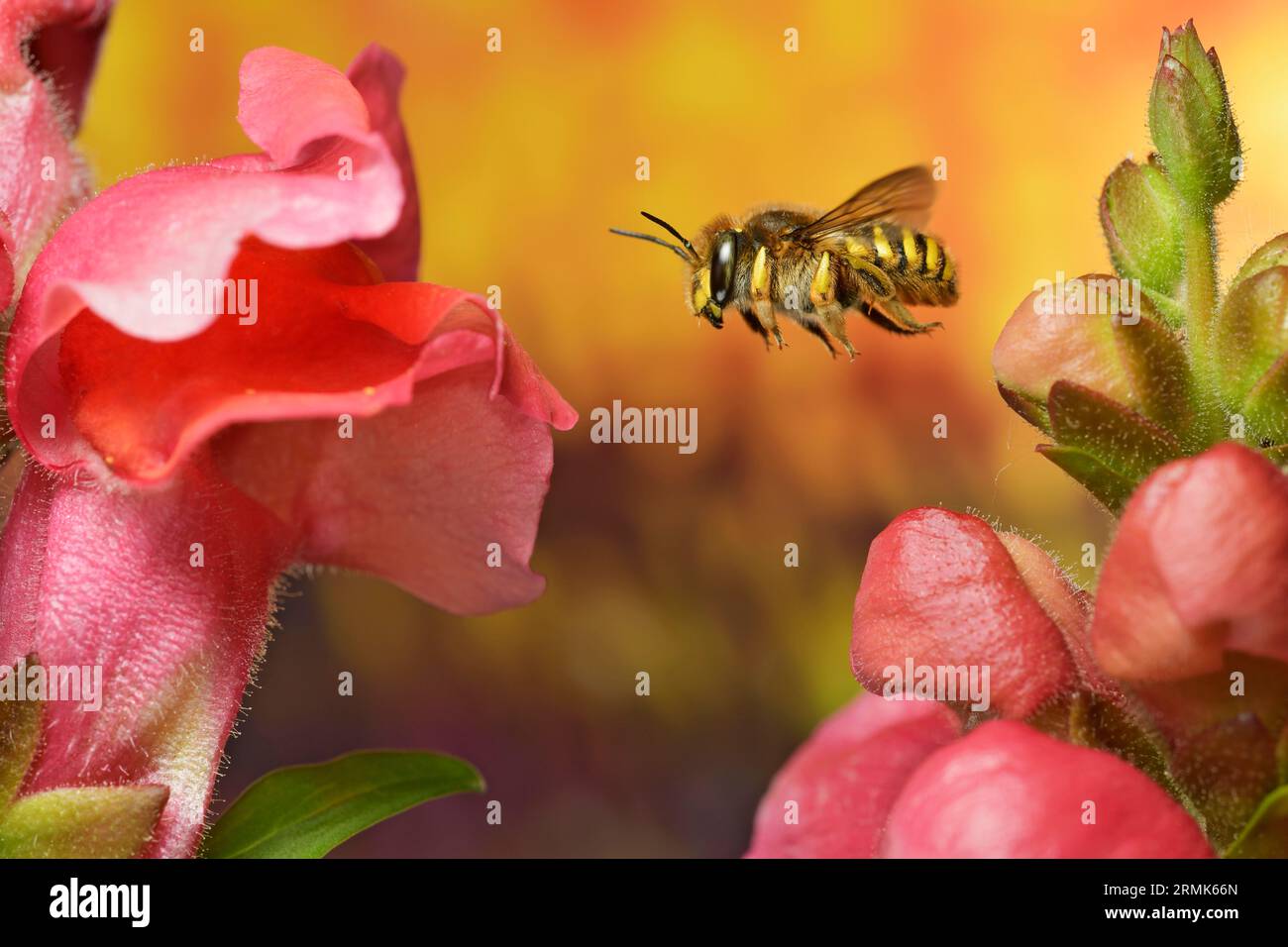 Big wool bee hi-res stock photography and images - Alamy
