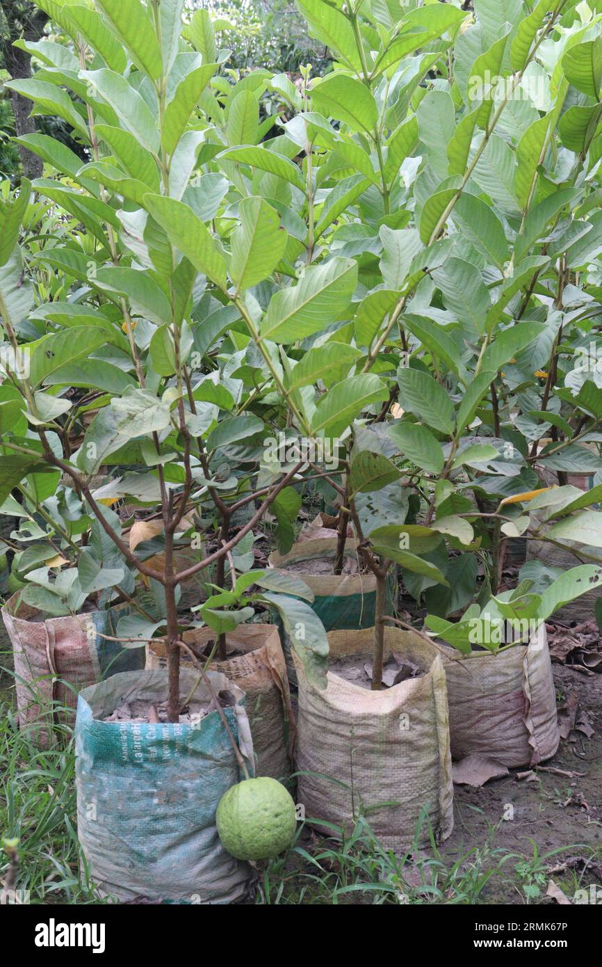 Guava Tree Grafted on pot in farm for harvest are cash crops Stock ...