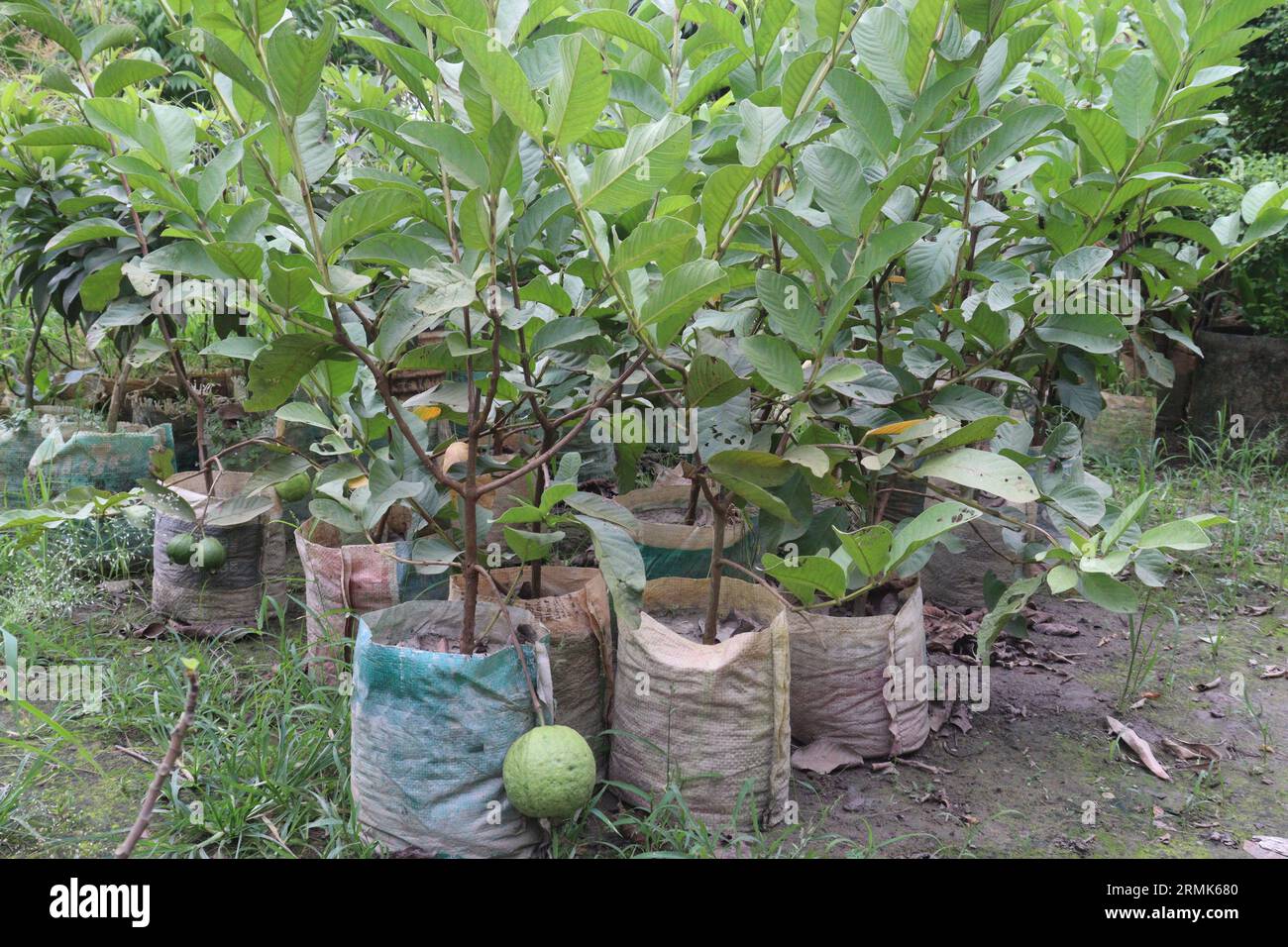 Guava Tree Grafted on pot in farm for harvest are cash crops Stock ...