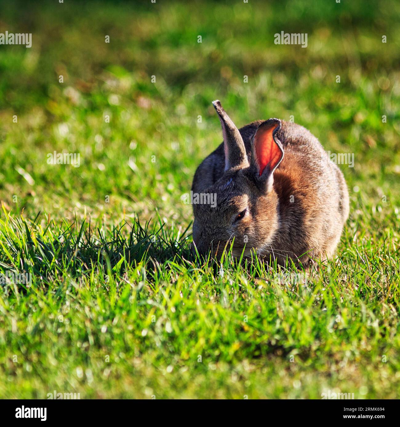 European rabbit (Oryctolagus cuniculus) in a meadow, St Mary's, Isles ...