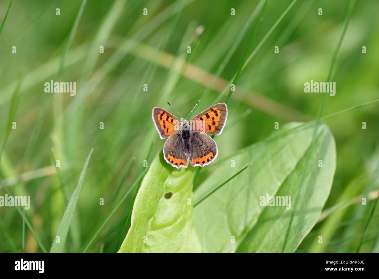 Butterfly, Small fire butterfly (Lycaena phlaeas), blue, wings, orange ...