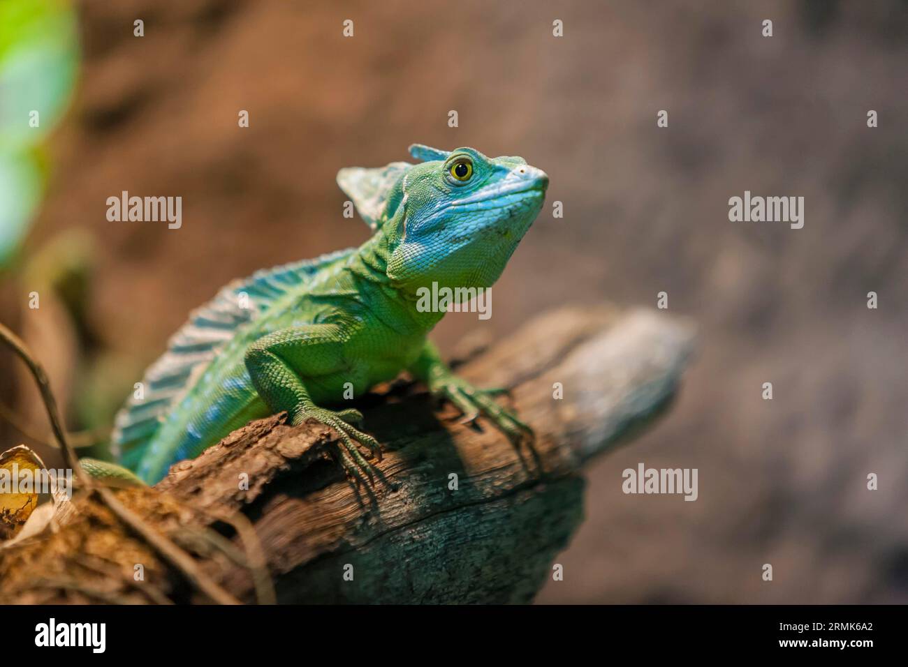 Plumed basilisk (Basiliscus plumifrons), Germany Stock Photo - Alamy