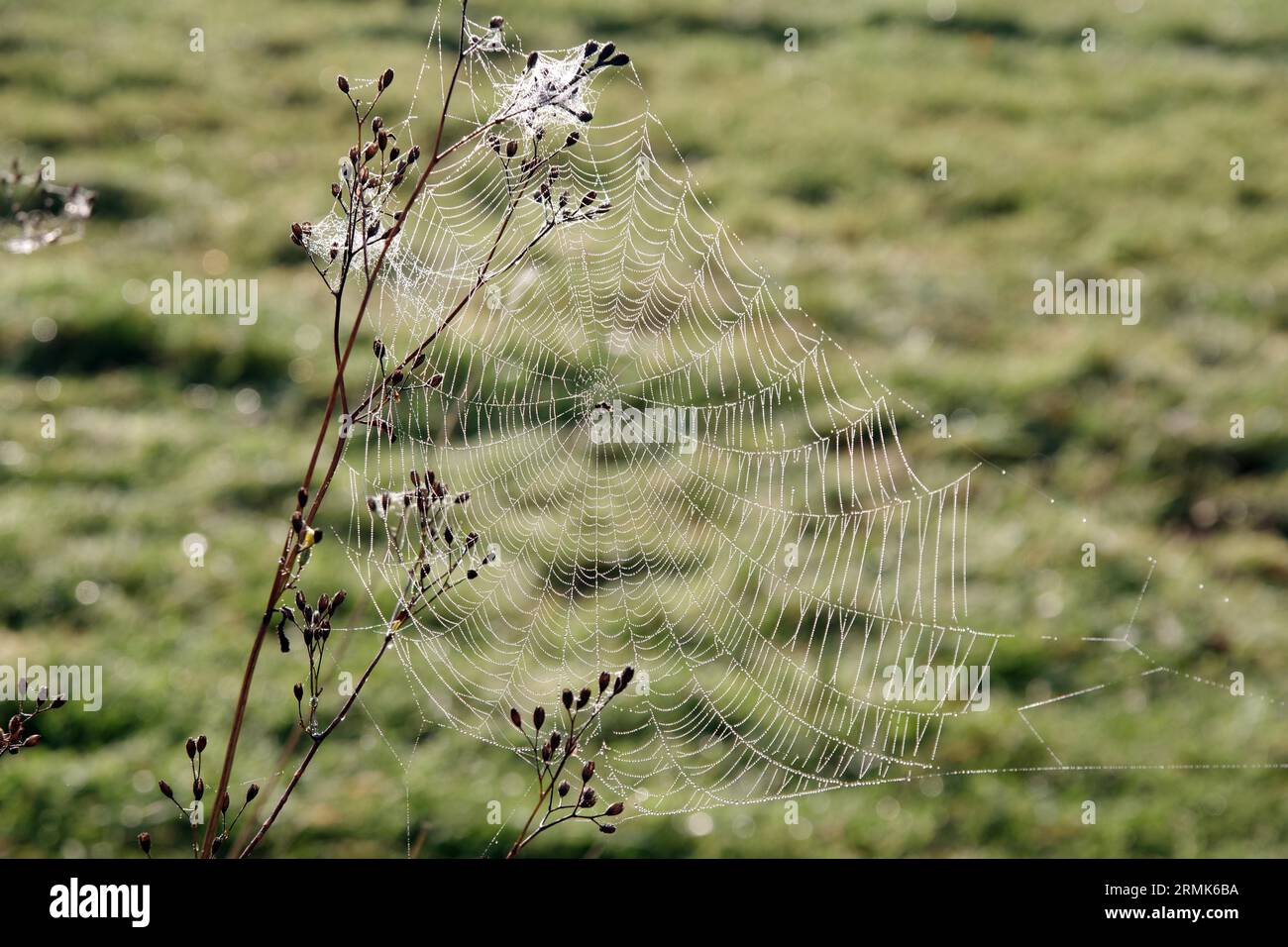 Spider web, spider, spider threads, construction, wheel web, late ...