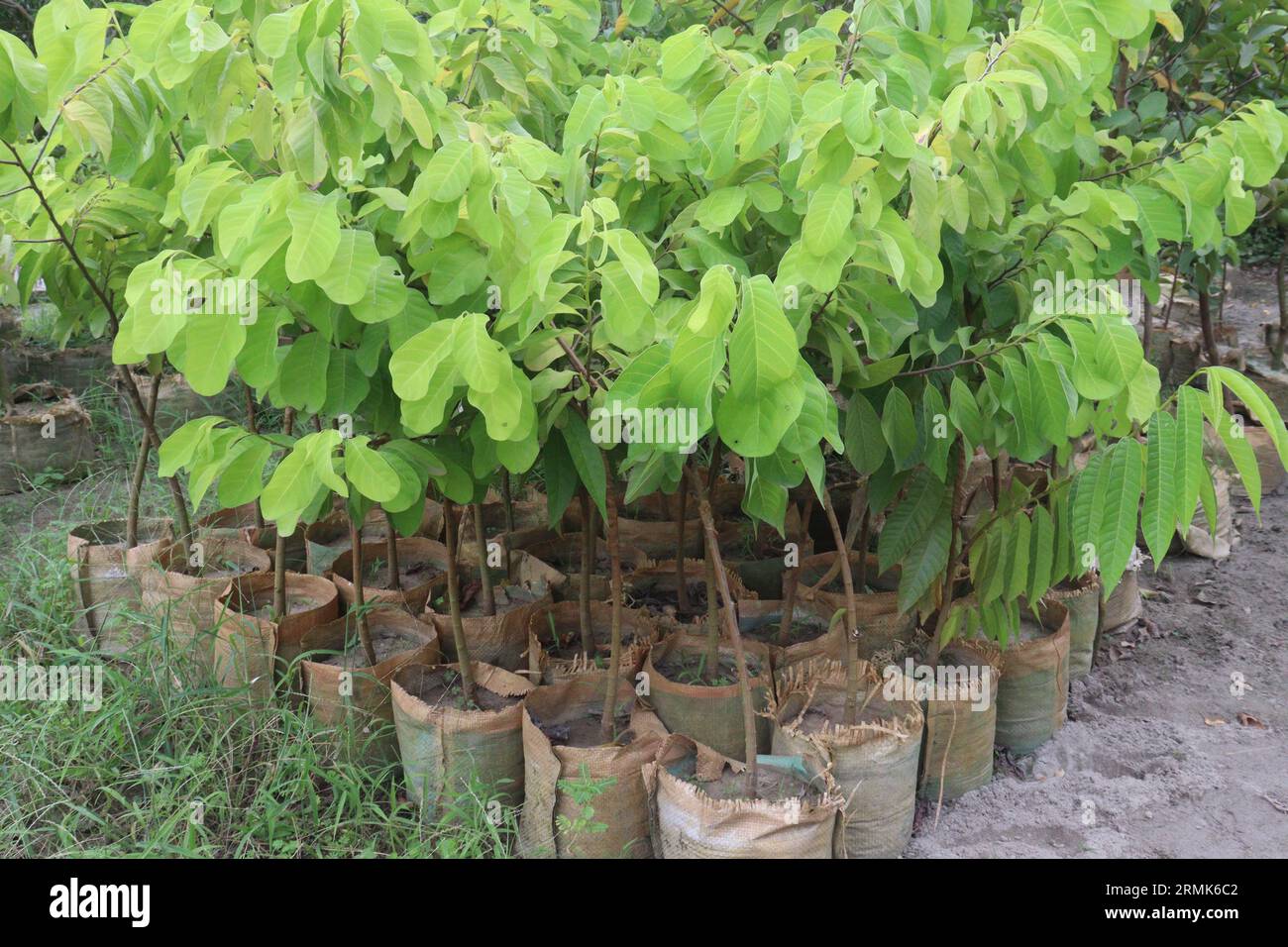 Custard Apple tree on farm for harvest are cash crops Stock Photo - Alamy