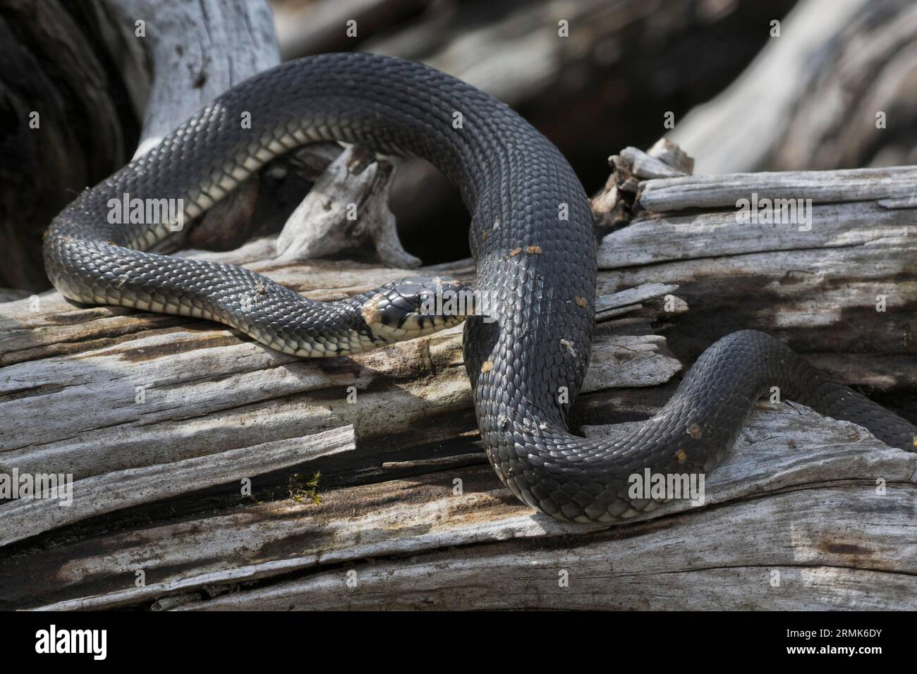 Grass snake (Natrix natrix), Emsland, Lower Saxony, Germany Stock Photo ...