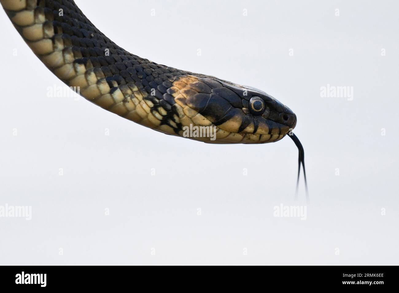 Grass snake (Natrix natrix), Emsland, Lower Saxony, Germany Stock Photo ...