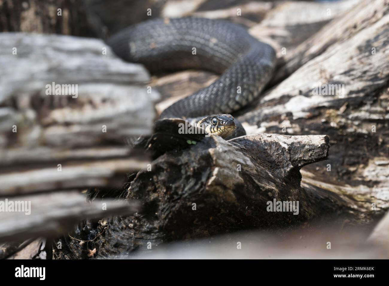 Grass snake (Natrix natrix), Emsland, Lower Saxony, Germany Stock Photo ...