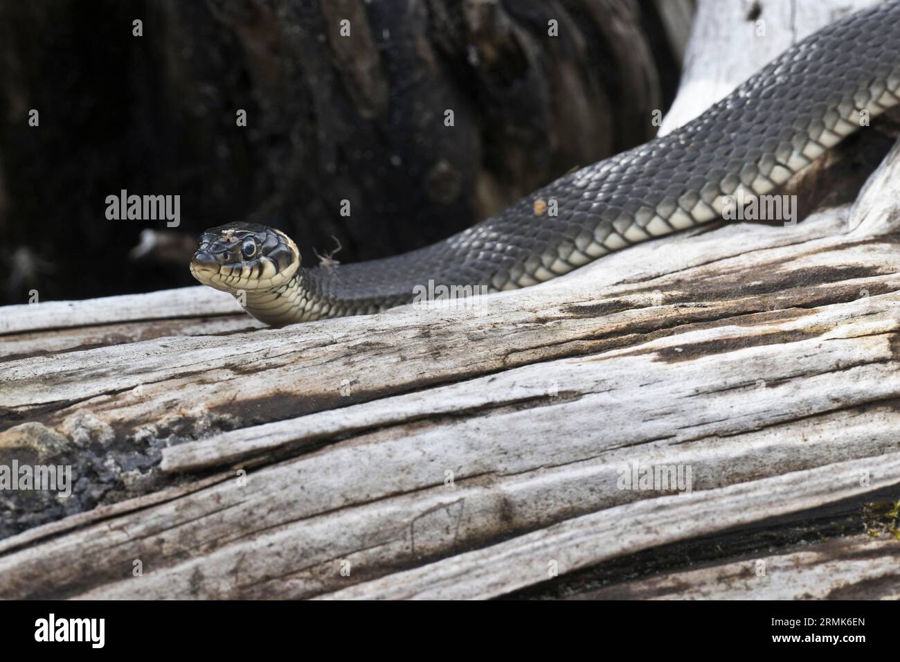 Grass snake (Natrix natrix), Emsland, Lower Saxony, Germany Stock Photo ...