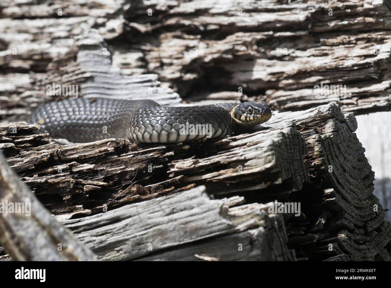 Grass snake (Natrix natrix), Emsland, Lower Saxony, Germany Stock Photo ...