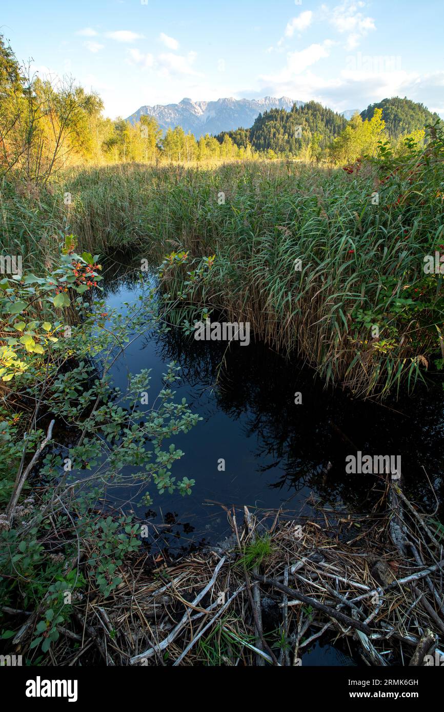 European beaver (Castor fiber), beaver dam in moor in front of alpine ...