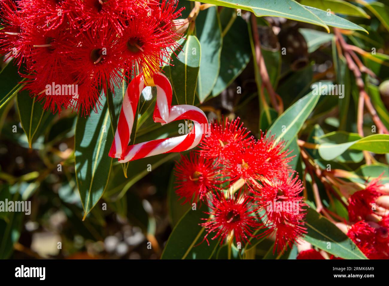 Christmas in july australia hi-res stock photography and images - Alamy