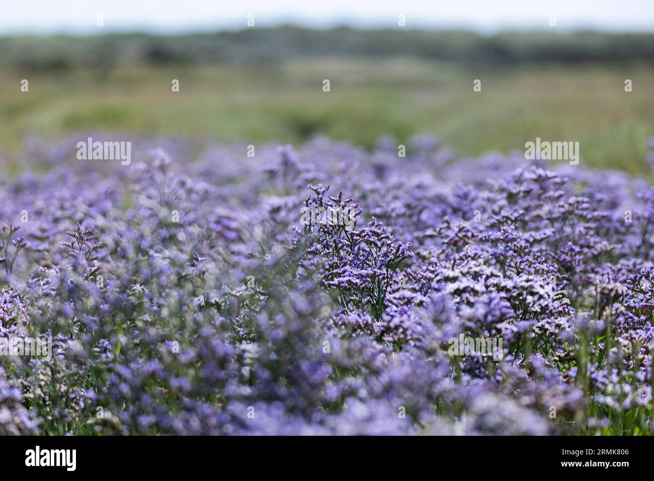 Beach lilac (Limonium vulgare), also called sea lavender or rebuttal ...
