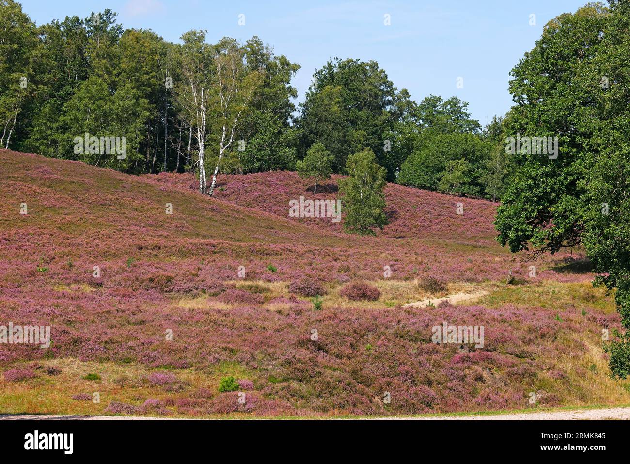 Fischbeker Heide nature reserve, heath blossom, flowering common ...