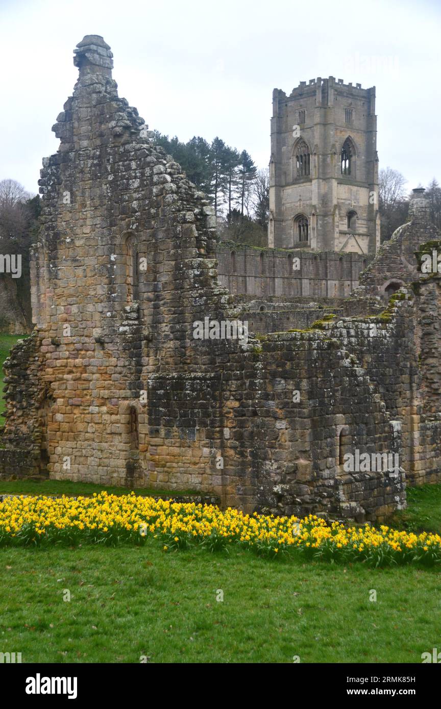 Spring Daffodils by Ruins of Fountains Abbey, the Medieval Cistercian ...