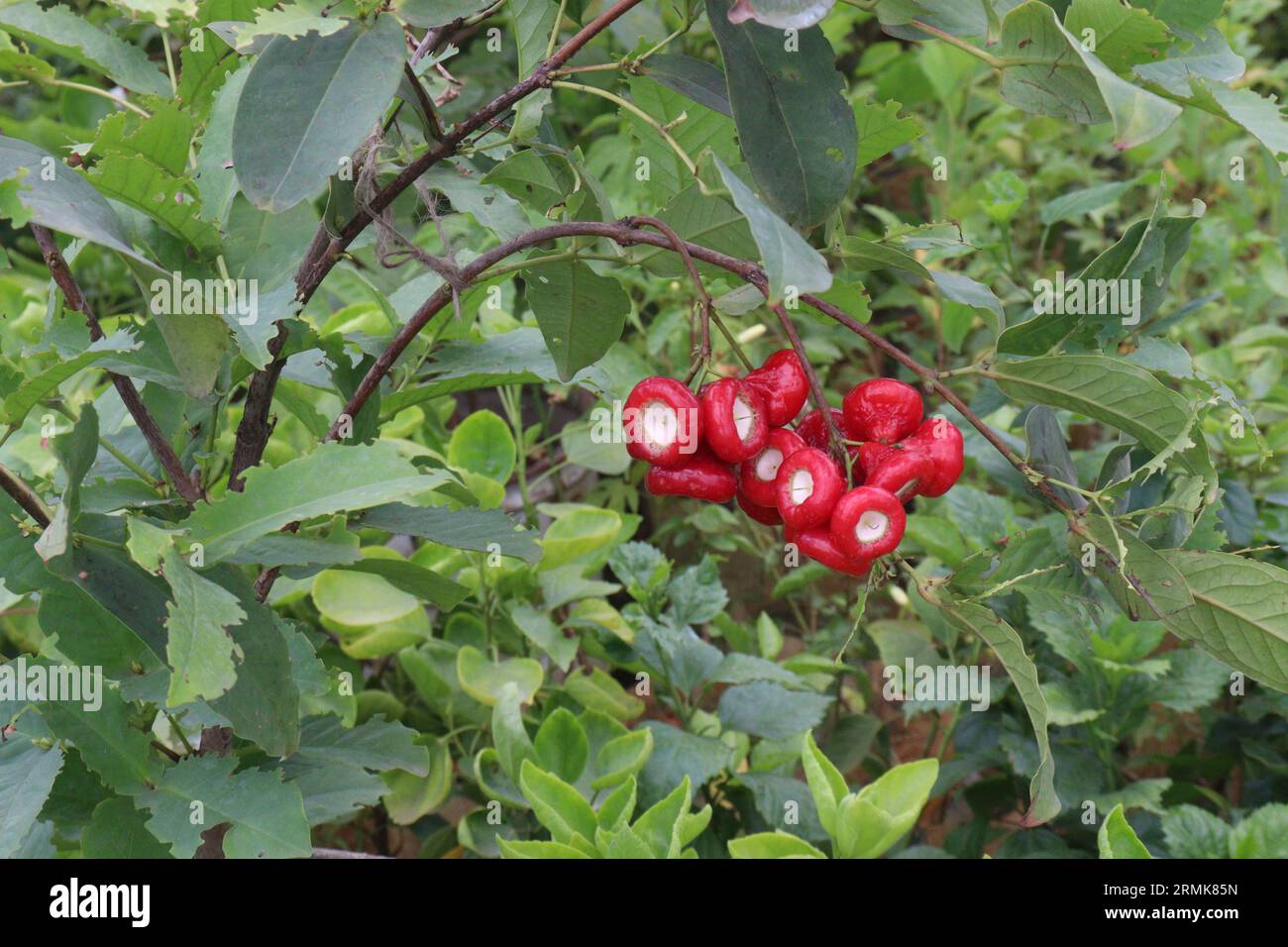 Jamrul tree hi-res stock photography and images - Alamy