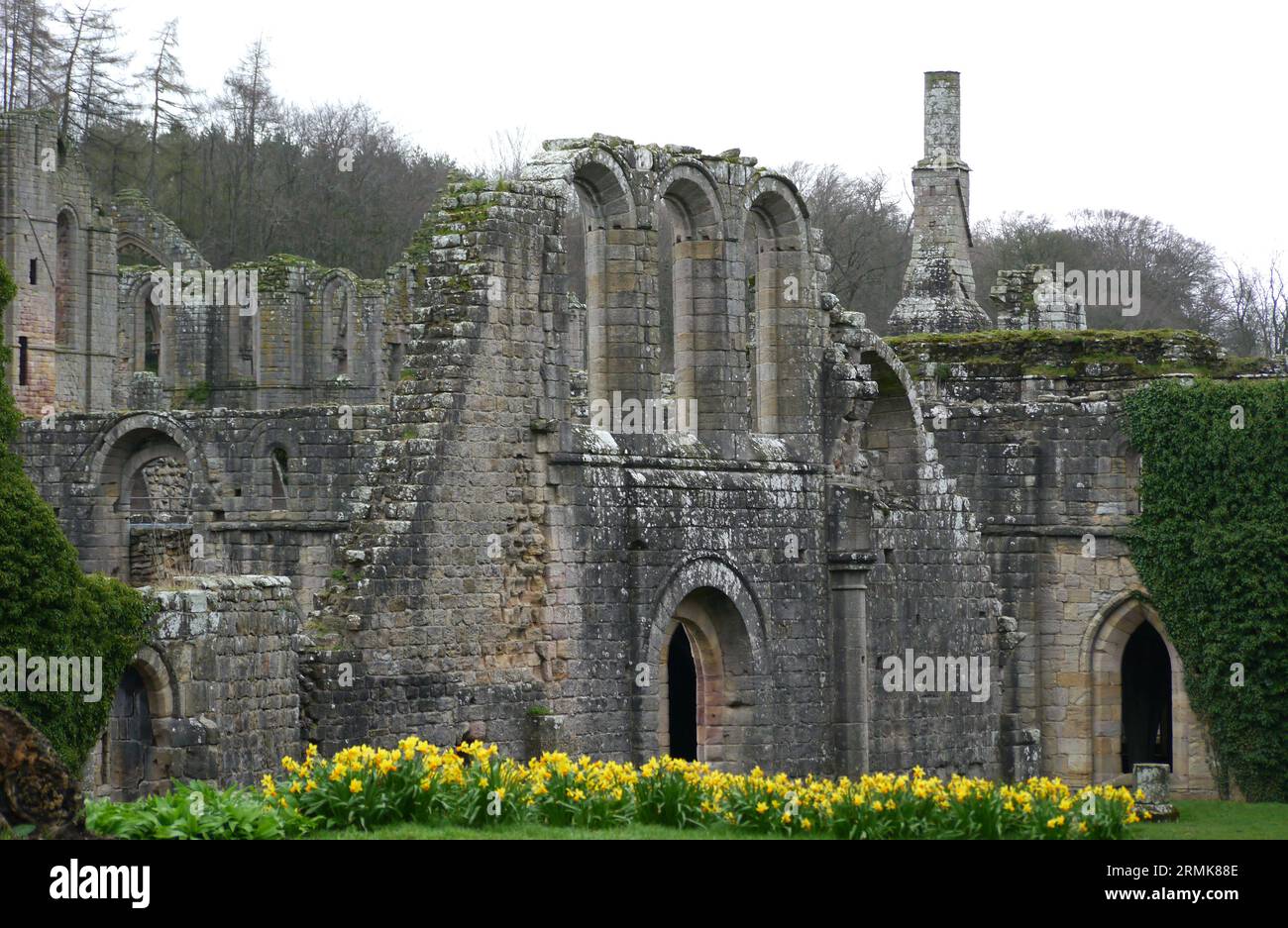 Spring Daffodils by Ruins of Fountains Abbey, the Medieval Cistercian ...