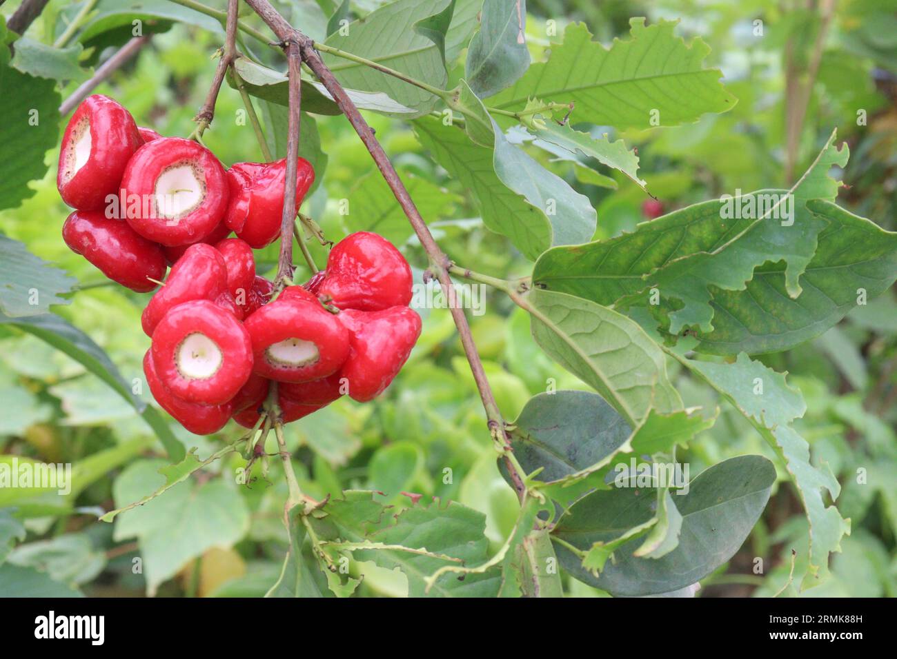 Jamrul tree hi-res stock photography and images - Alamy