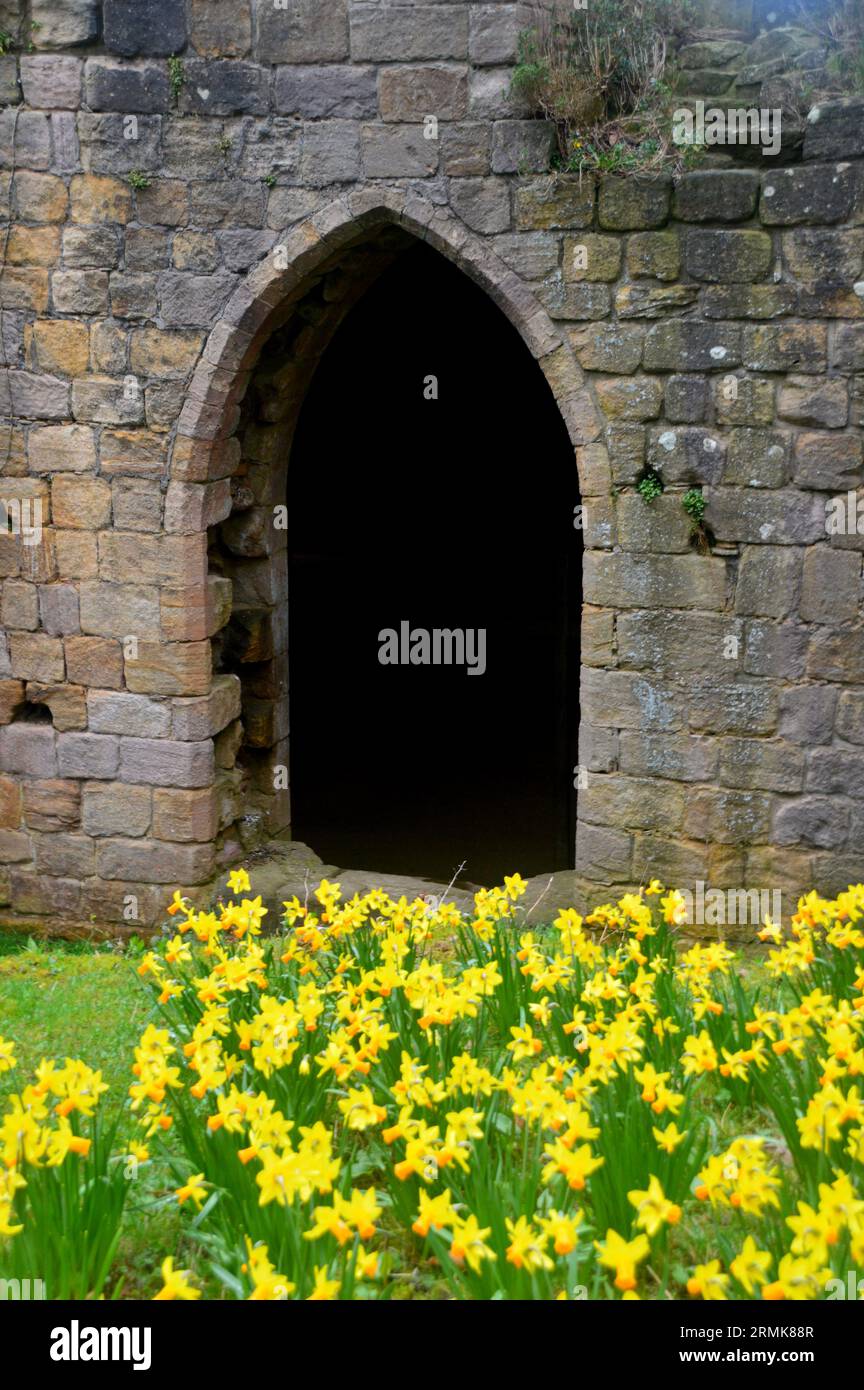 Spring Daffodils by a Stone Arched Doorway in the Ruins of Fountains ...
