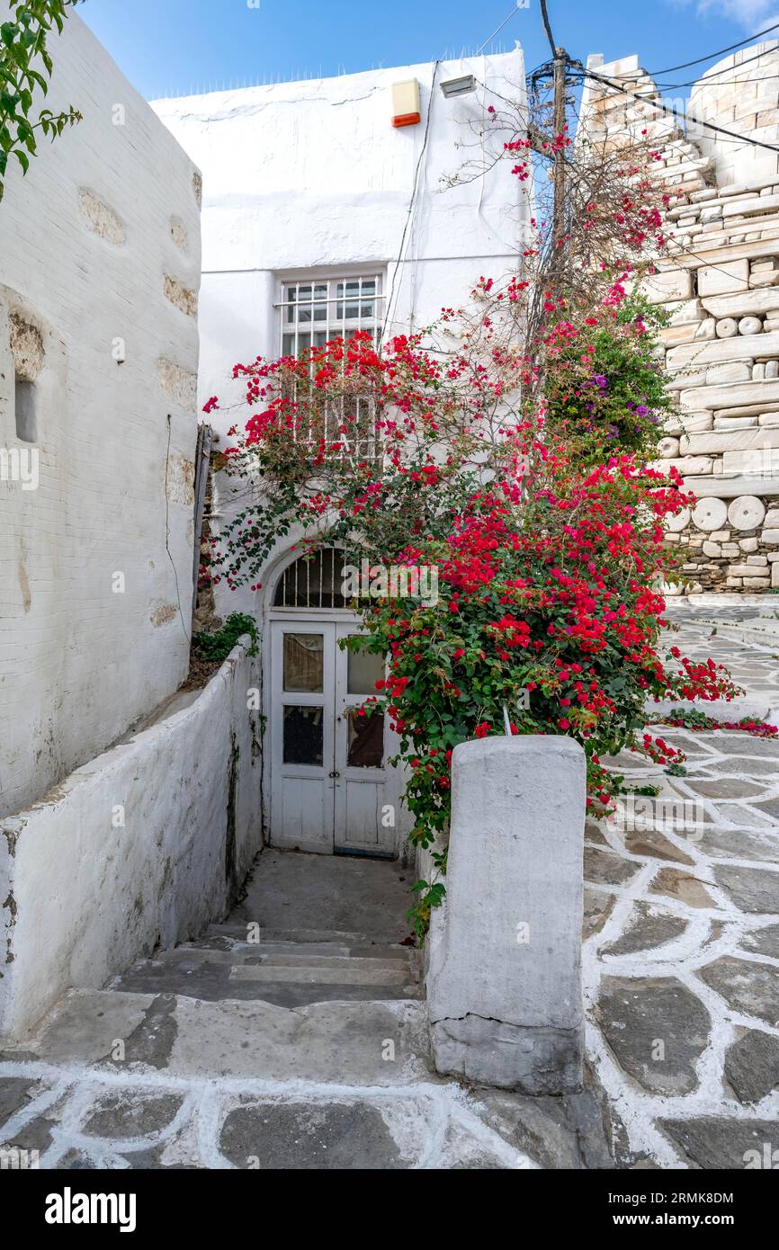 White Cycladic houses with bougainvillea, small streets of Parikia ...