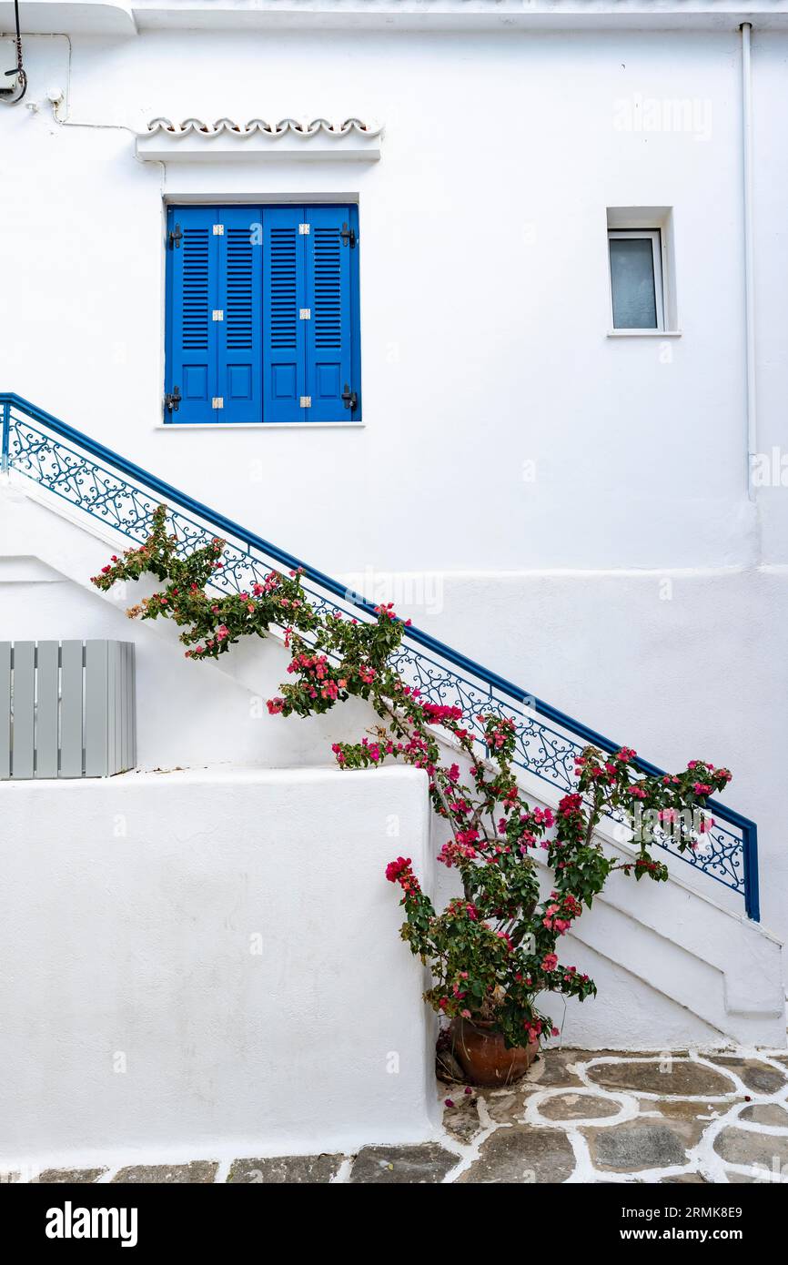 White Cycladic houses with bougainvillea, narrow streets of Parikia ...