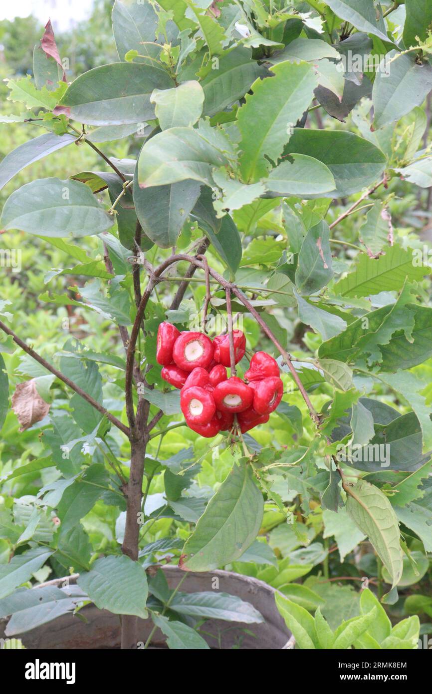 Jamrul tree hi-res stock photography and images - Alamy