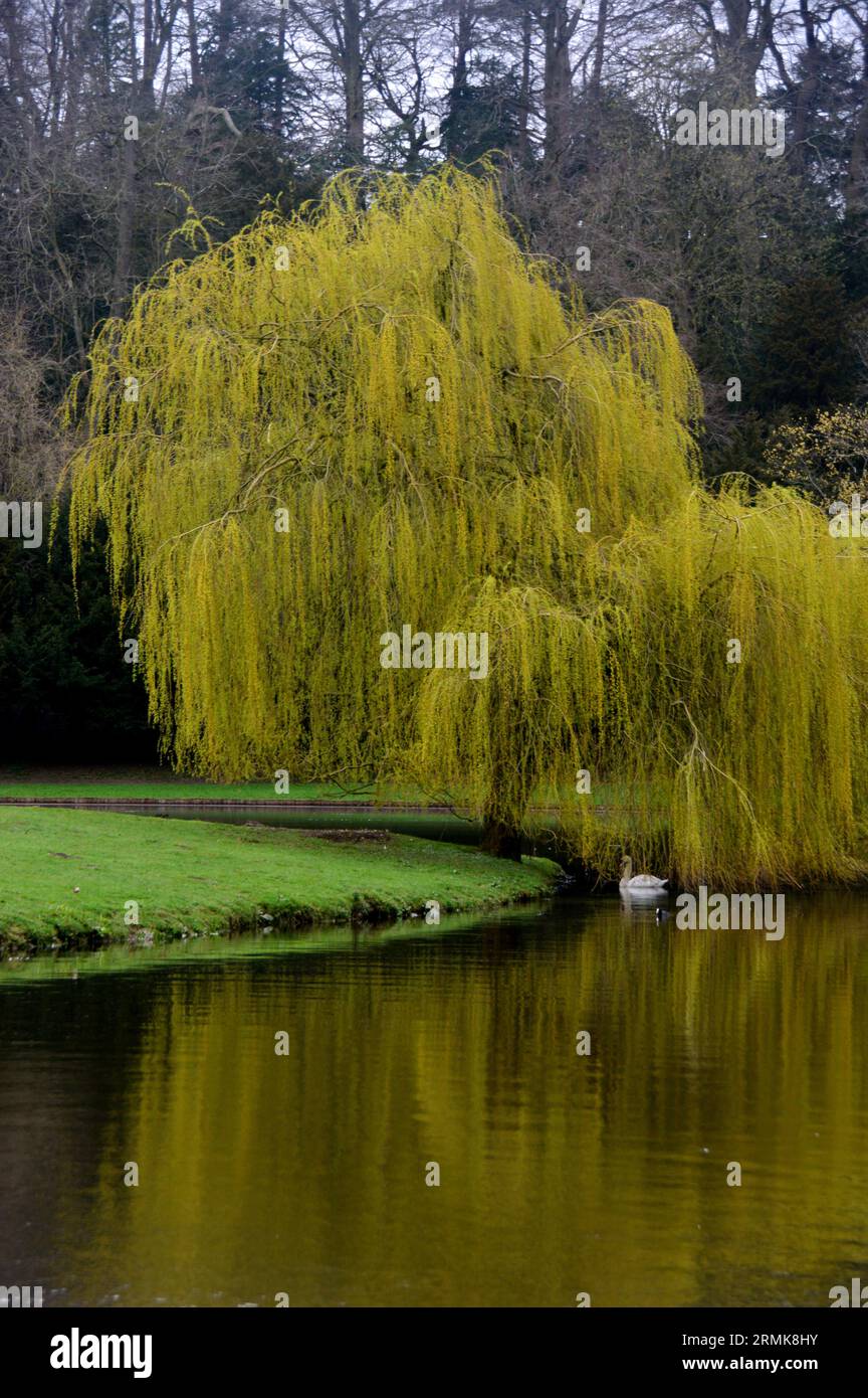 Reflections of a Weeping Willow Tree and Swan on the River Skell at ...