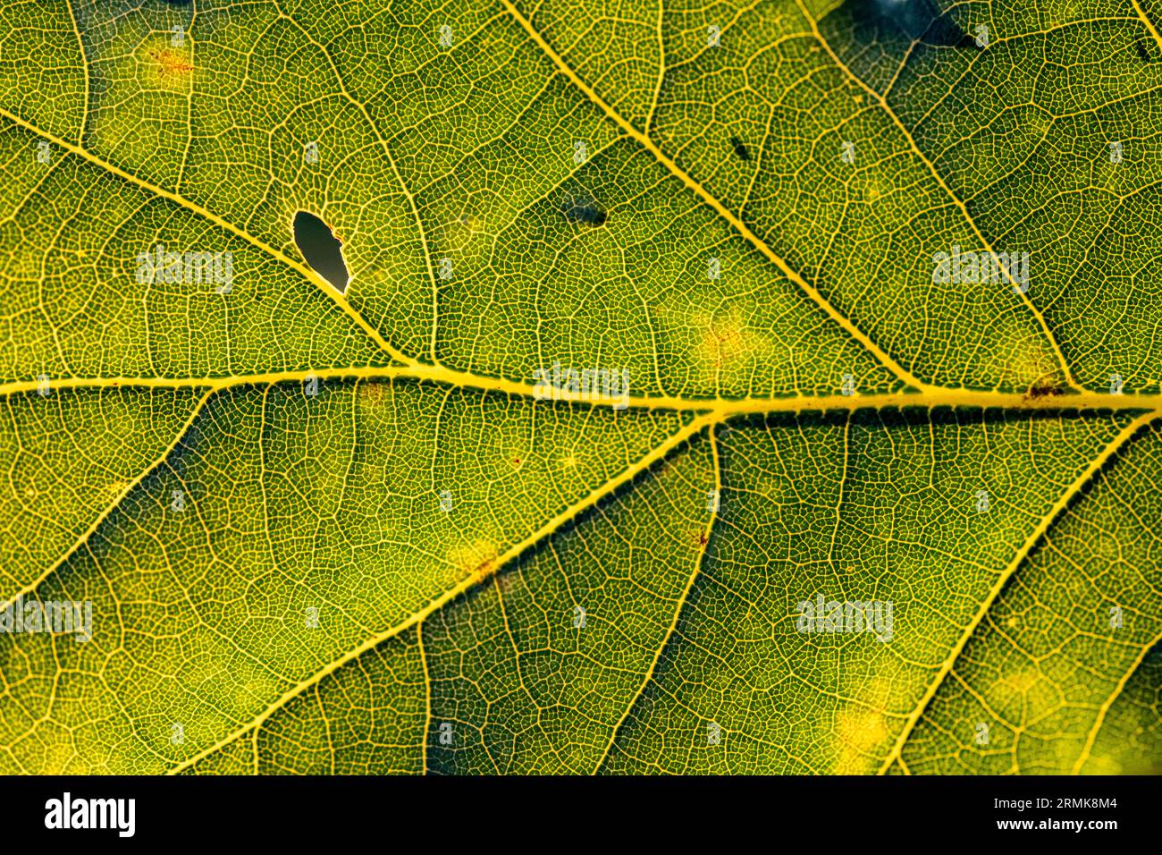 Leaf of an oak, after-image of the leaf structure against the light ...