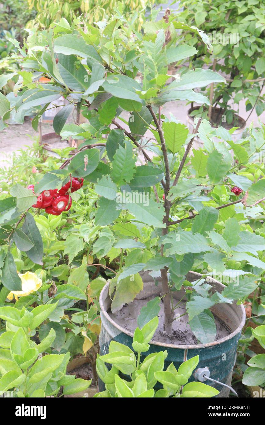 Jamrul tree hi-res stock photography and images - Alamy