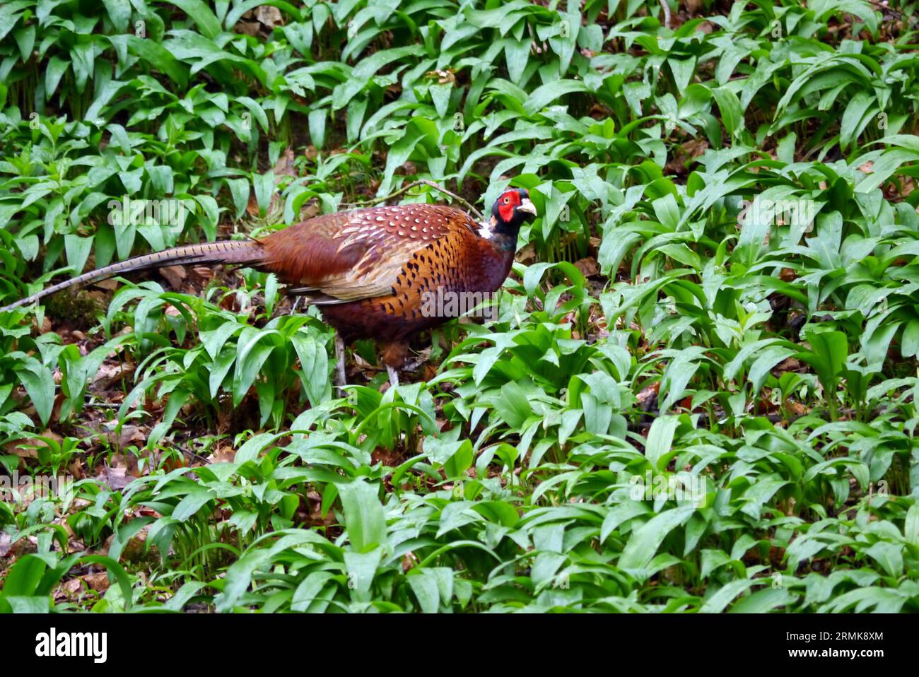 Male Ringed Neck Pheasant (Phasianus colchicus) in the Woods at ...