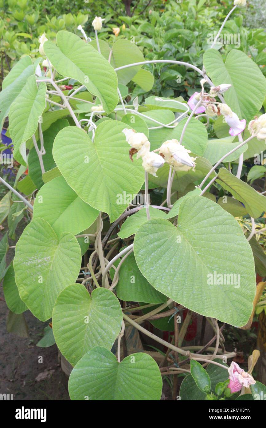 elephant creeper flower plant on farm for harvest are cash crops Stock ...