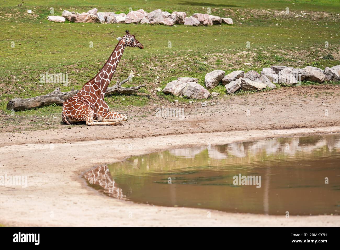 Reticulated giraffe Giraffa camelopardalis reticulata sitting next to ...