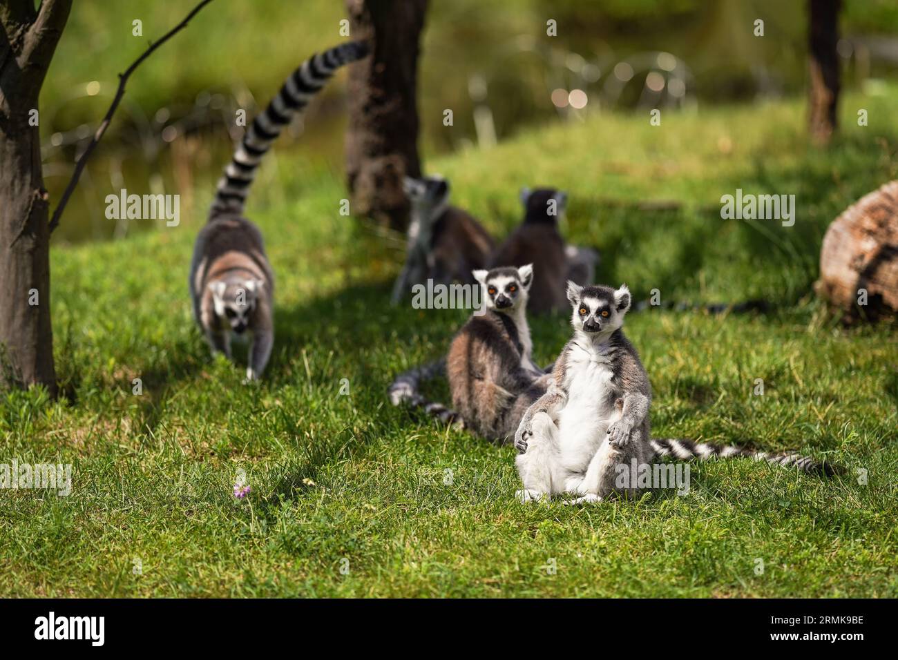 Ring tailed lemurs walking on hi-res stock photography and images - Alamy