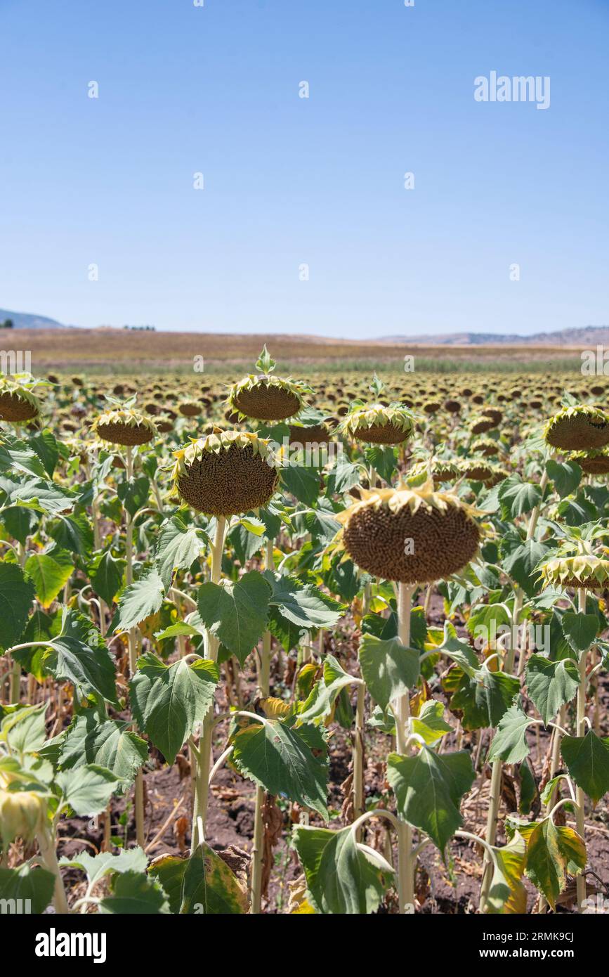 Sunflower harvest dies in a field without rain . concept of global ...