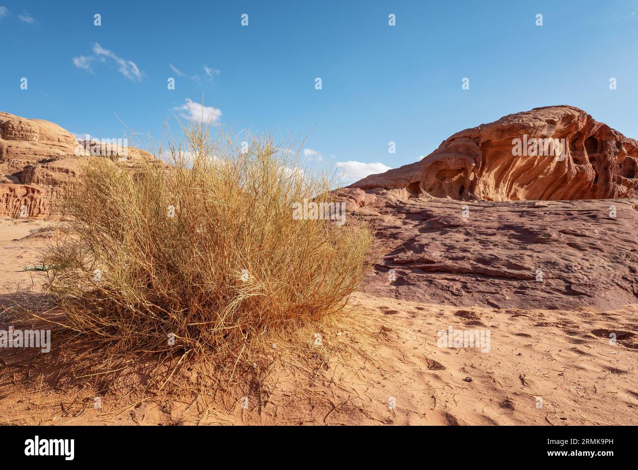 Red sandstone rocks formations with few dry shrubs or bushes in Wadi ...