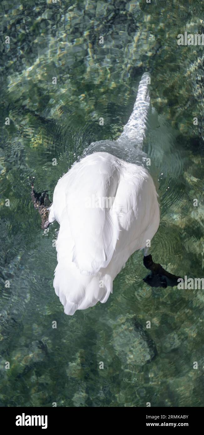 Bird water bird hi-res stock photography and images - Alamy