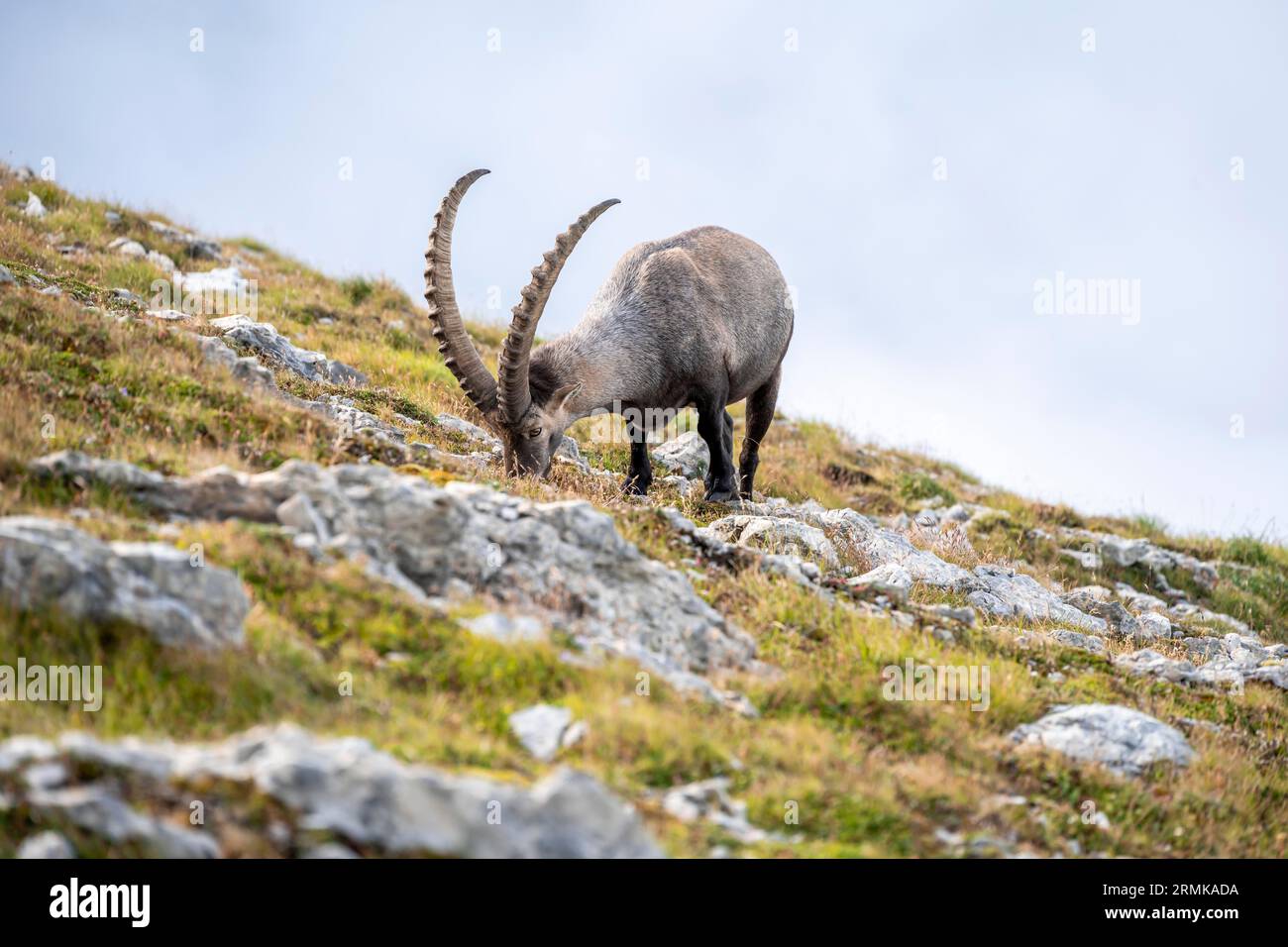 Alps switzerland goat hi-res stock photography and images - Alamy