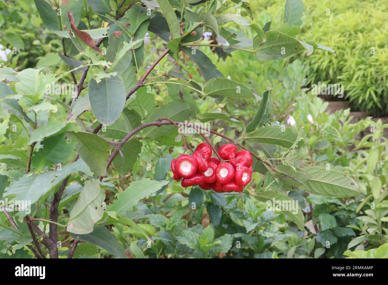 Red jamrul hi-res stock photography and images - Alamy