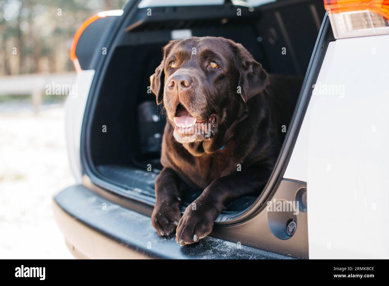 Dog relaxing open trunk Stock Photo - Alamy