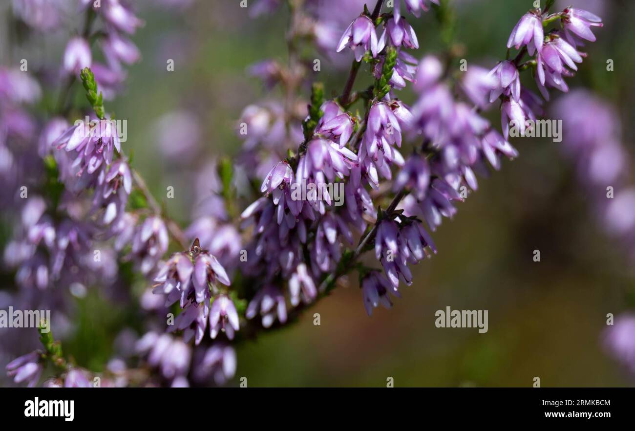 Johanngeorgenstadt, Germany. 10th Aug, 2023. Heather grows in the Great ...
