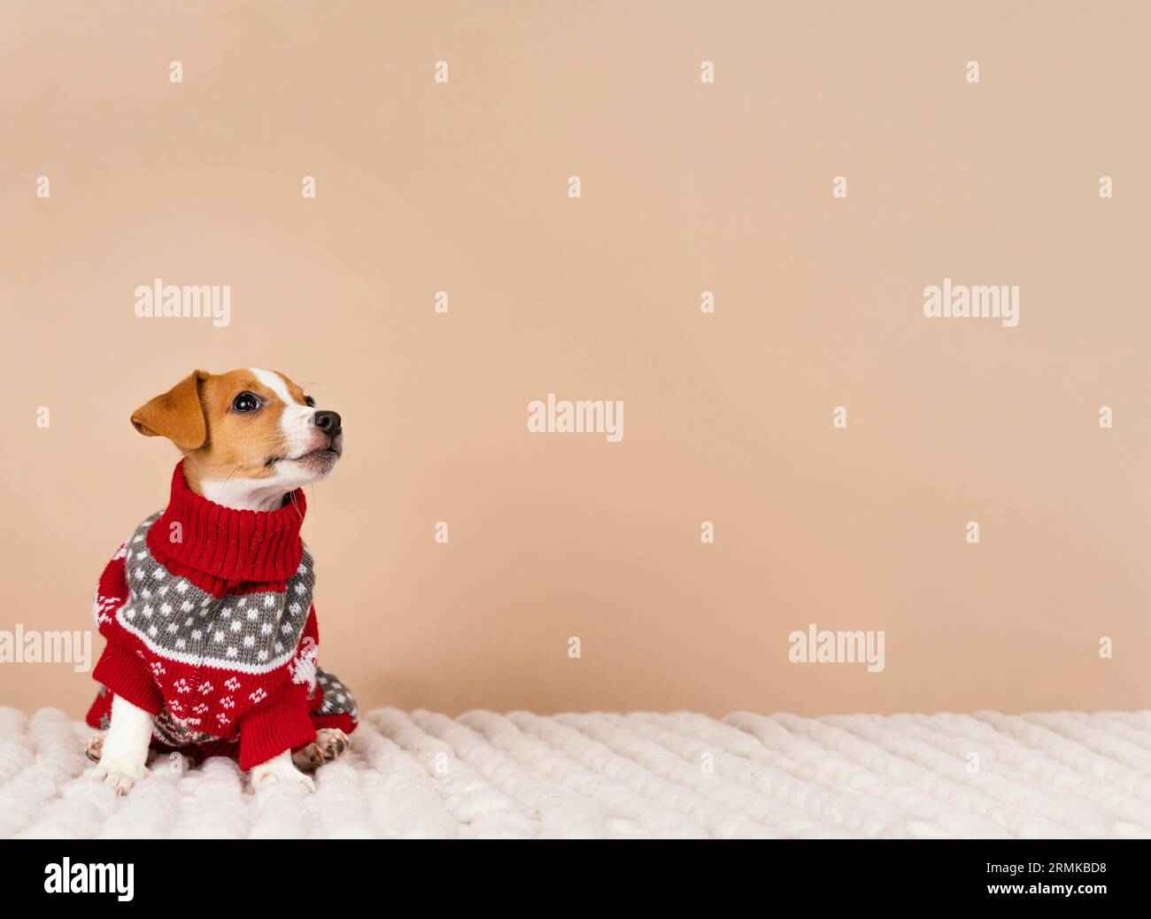 Cute dog wearing sweater Stock Photo - Alamy