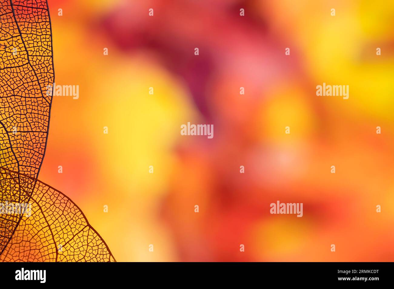 Orange fall foliage with copy space Stock Photo - Alamy